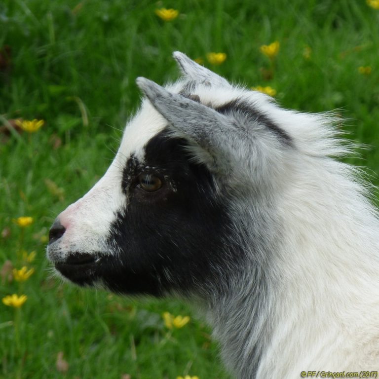 La directive de la biquette | Grinçant