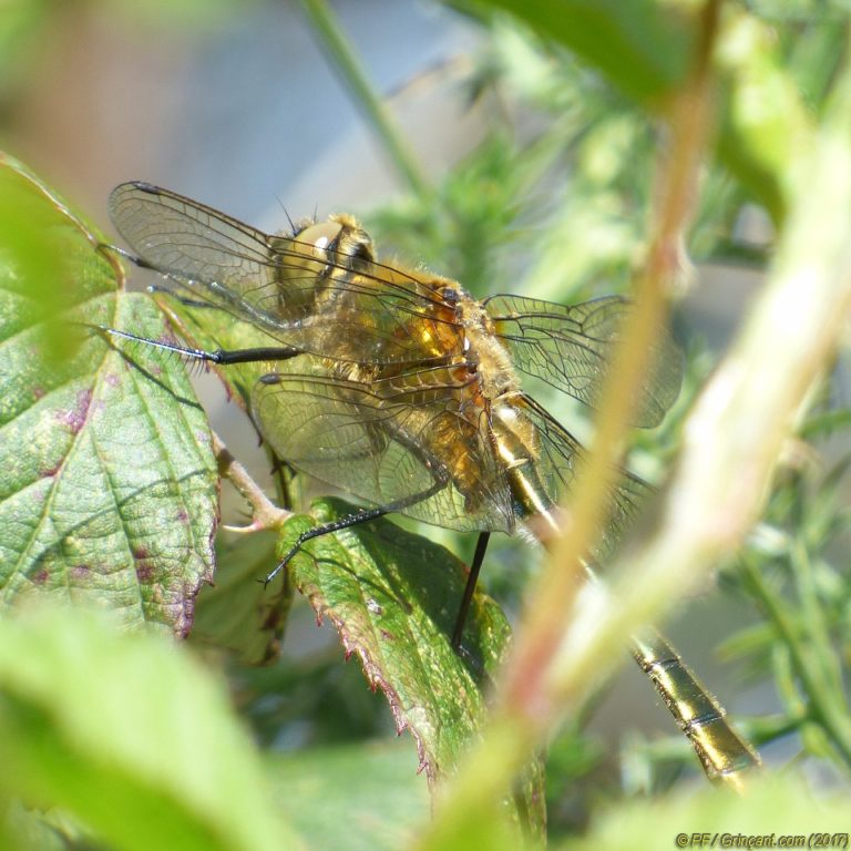 Pierre Rabhi, le pêcheur, le colibri, et ma libellule | Grinçant